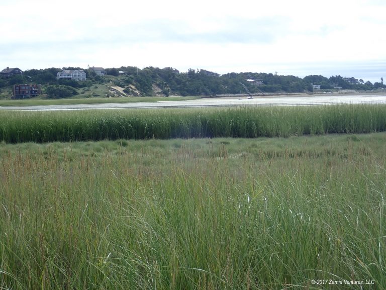 Cape Cod: The Great Island Trail – Zamia Ventures