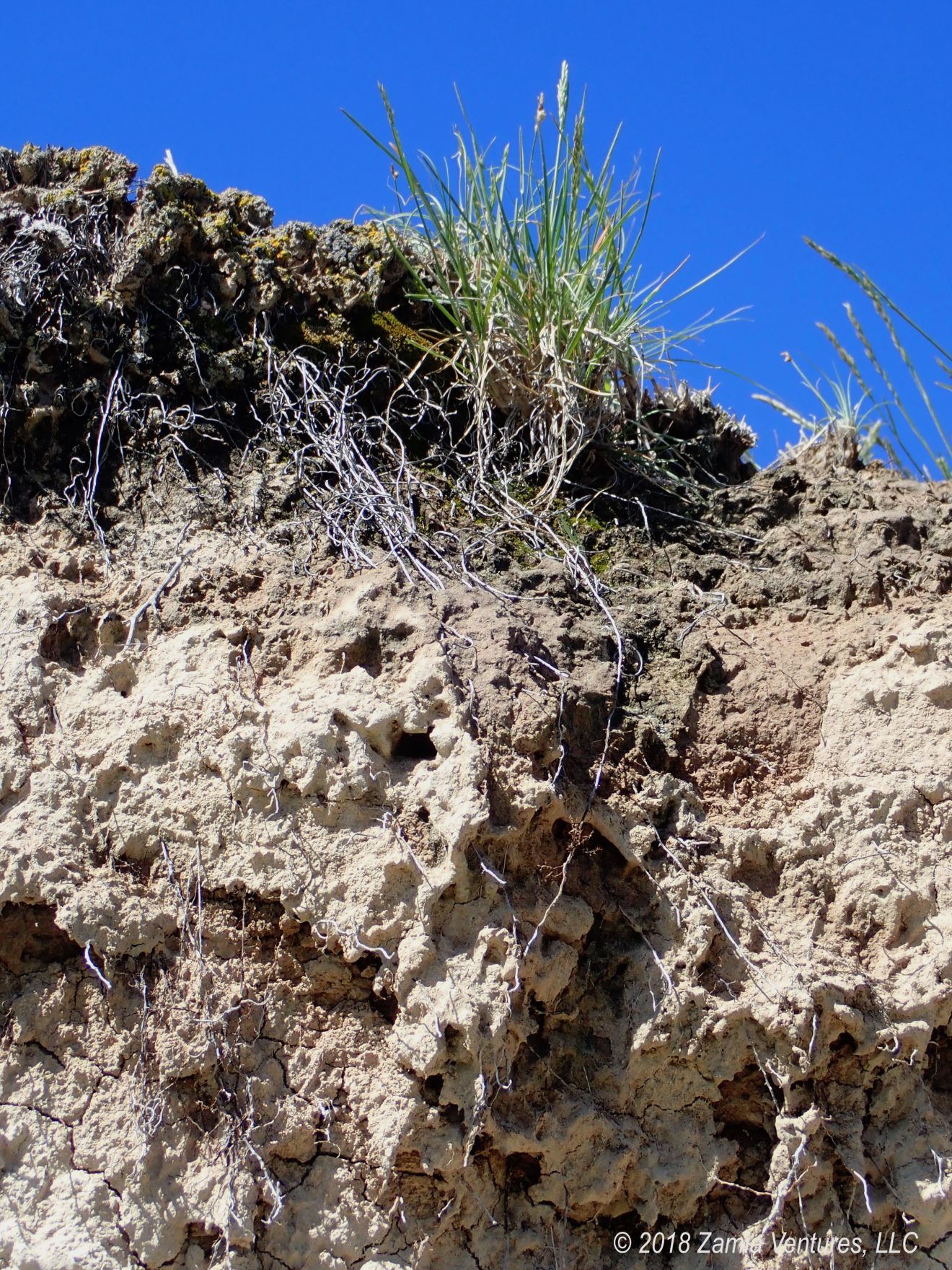 Badlands Grass on Eroded Cliff – Zamia Ventures