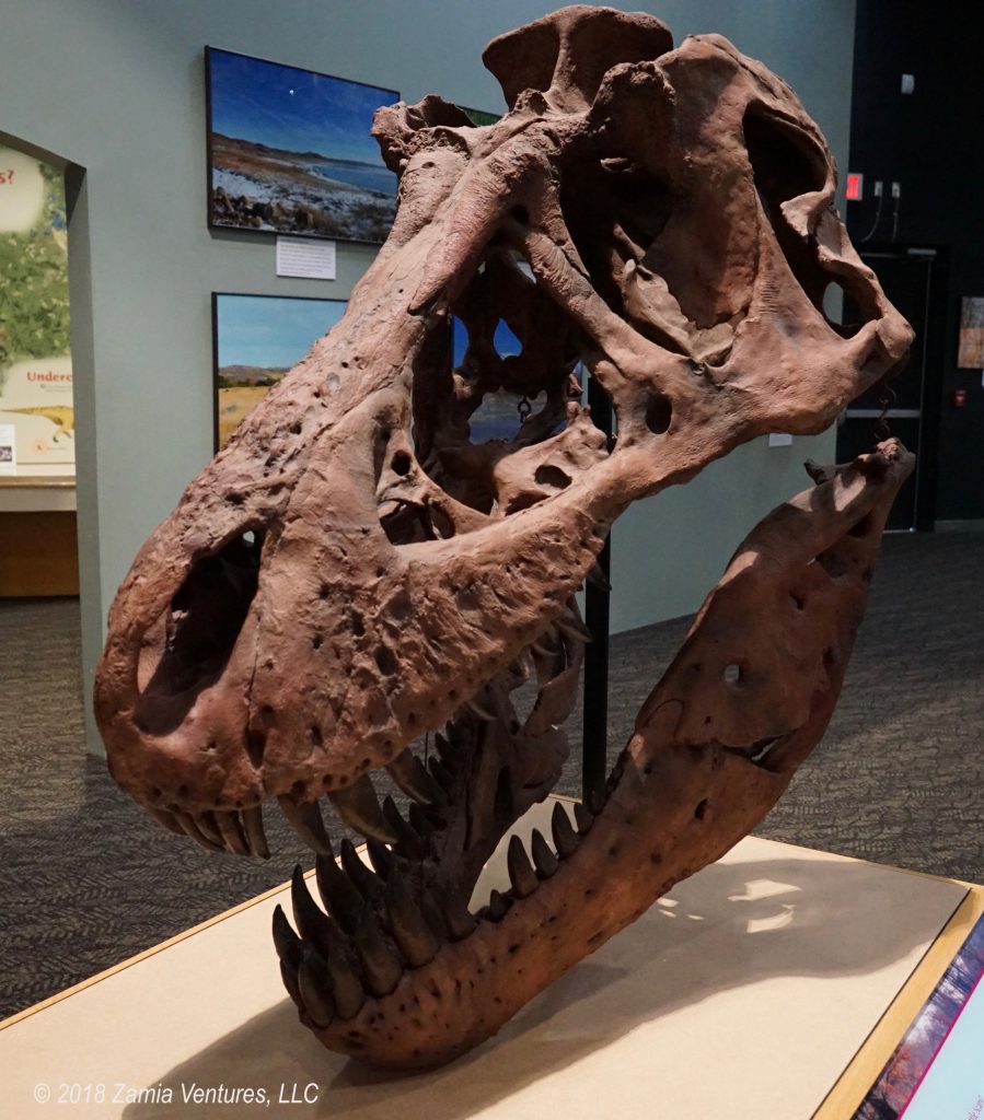 Skipping Across Montana – Zamia Ventures