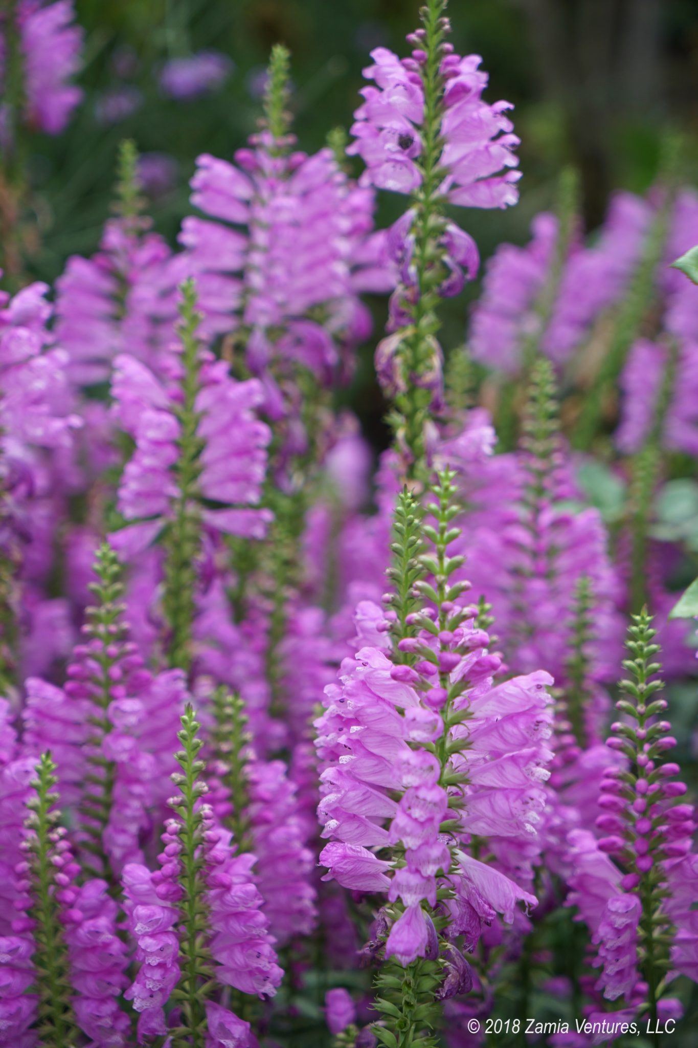 Boise Botanical Purple Stalks Zamia Ventures