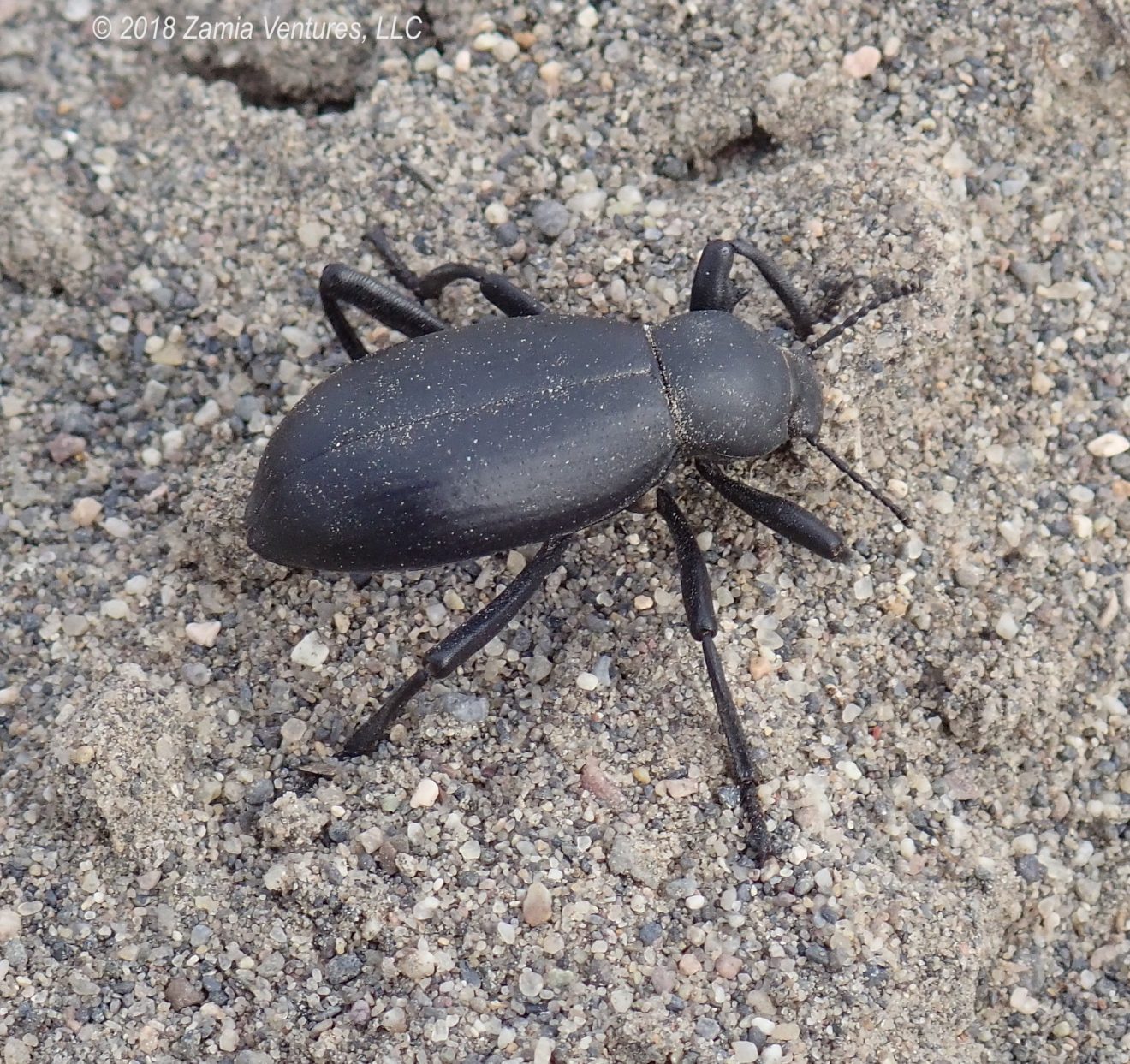 Bruneau Dunes Beetle – Zamia Ventures