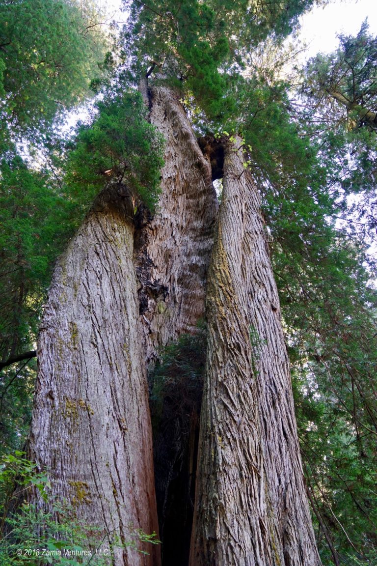 Redwoods Corkscrew Tree – Zamia Ventures