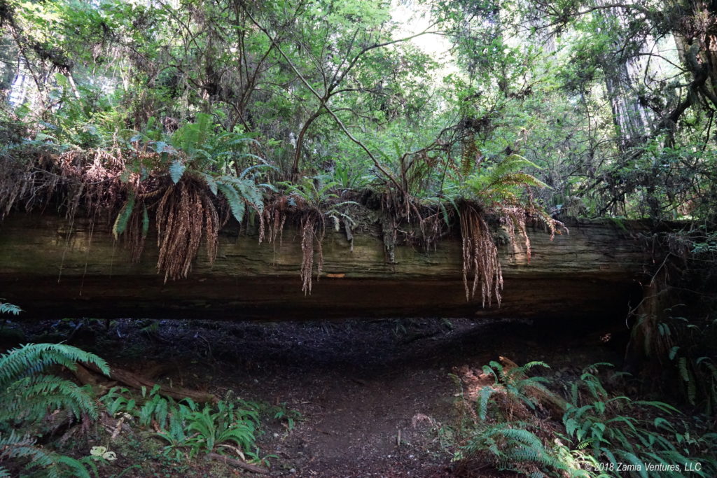 Redwoods Downed Log – Zamia Ventures