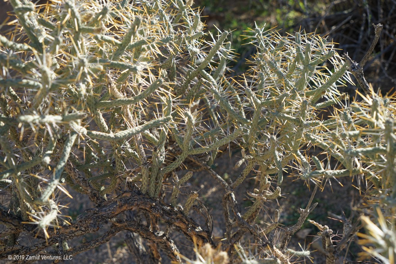 Joshua Tree Pencil Cholla – Zamia Ventures
