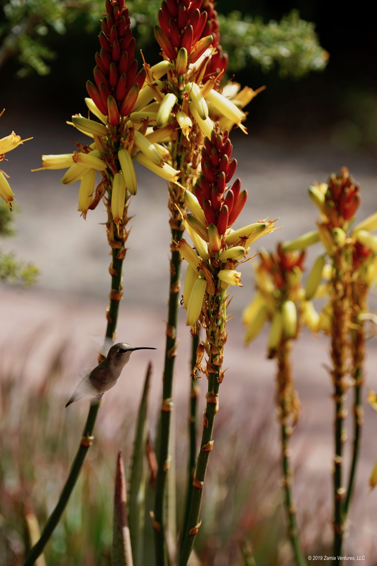 Tucson Hummingbird and Agave – Zamia Ventures