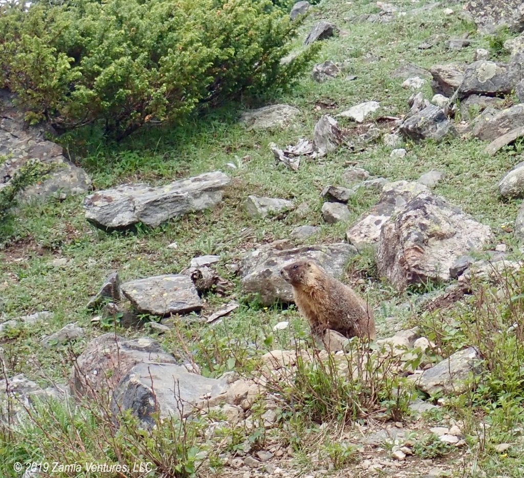 Goose, Geese, Moose, Meese: Grand Lake, CO – Zamia Ventures