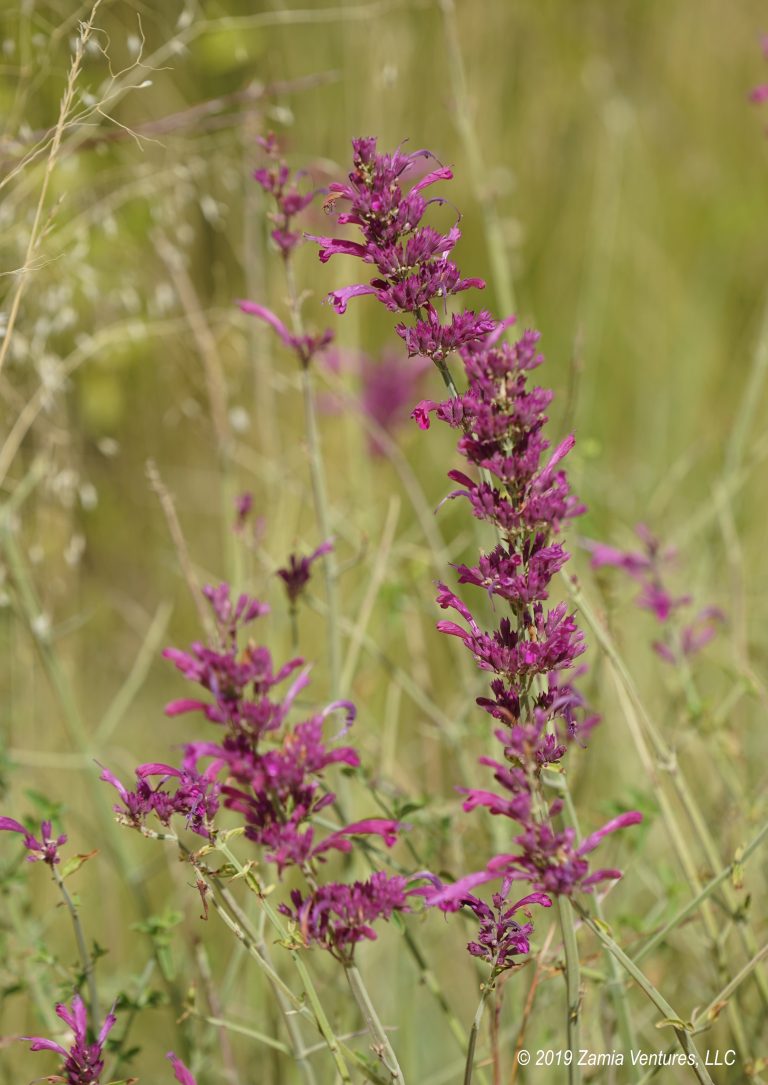 Santa Fe Botanical Hummingbird Mint – Zamia Ventures