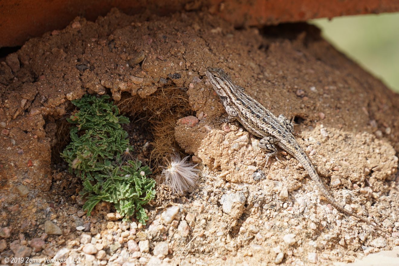 Santa Fe Botanical Lizard – Zamia Ventures