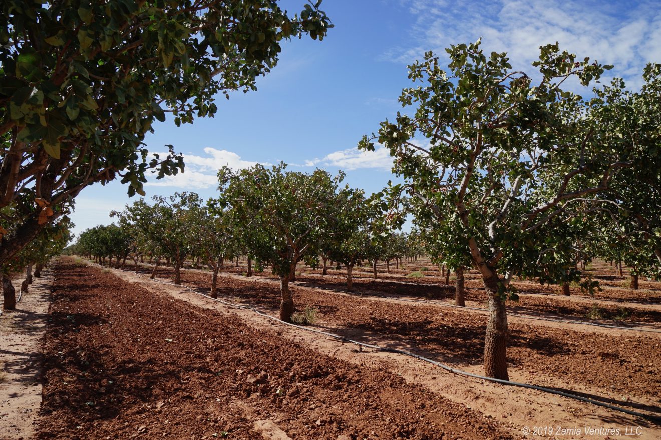 Alamogordo Pistachioland Trees – Zamia Ventures