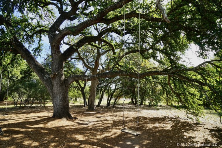 Austin Lady Bird Oak Swings – Zamia Ventures