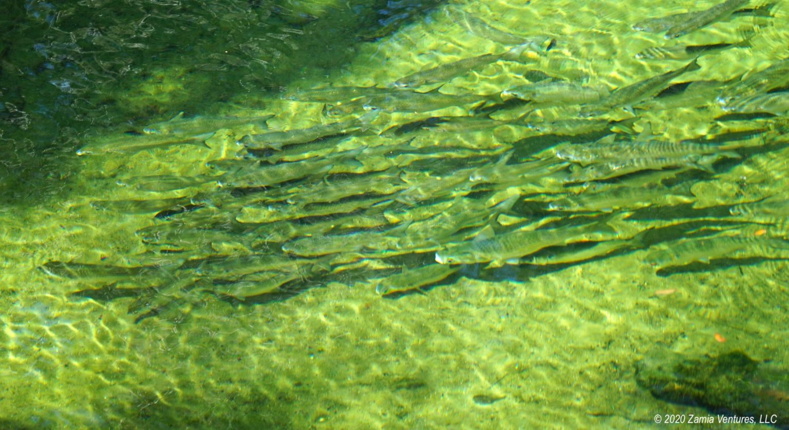 Blue Spring Fish – Zamia Ventures