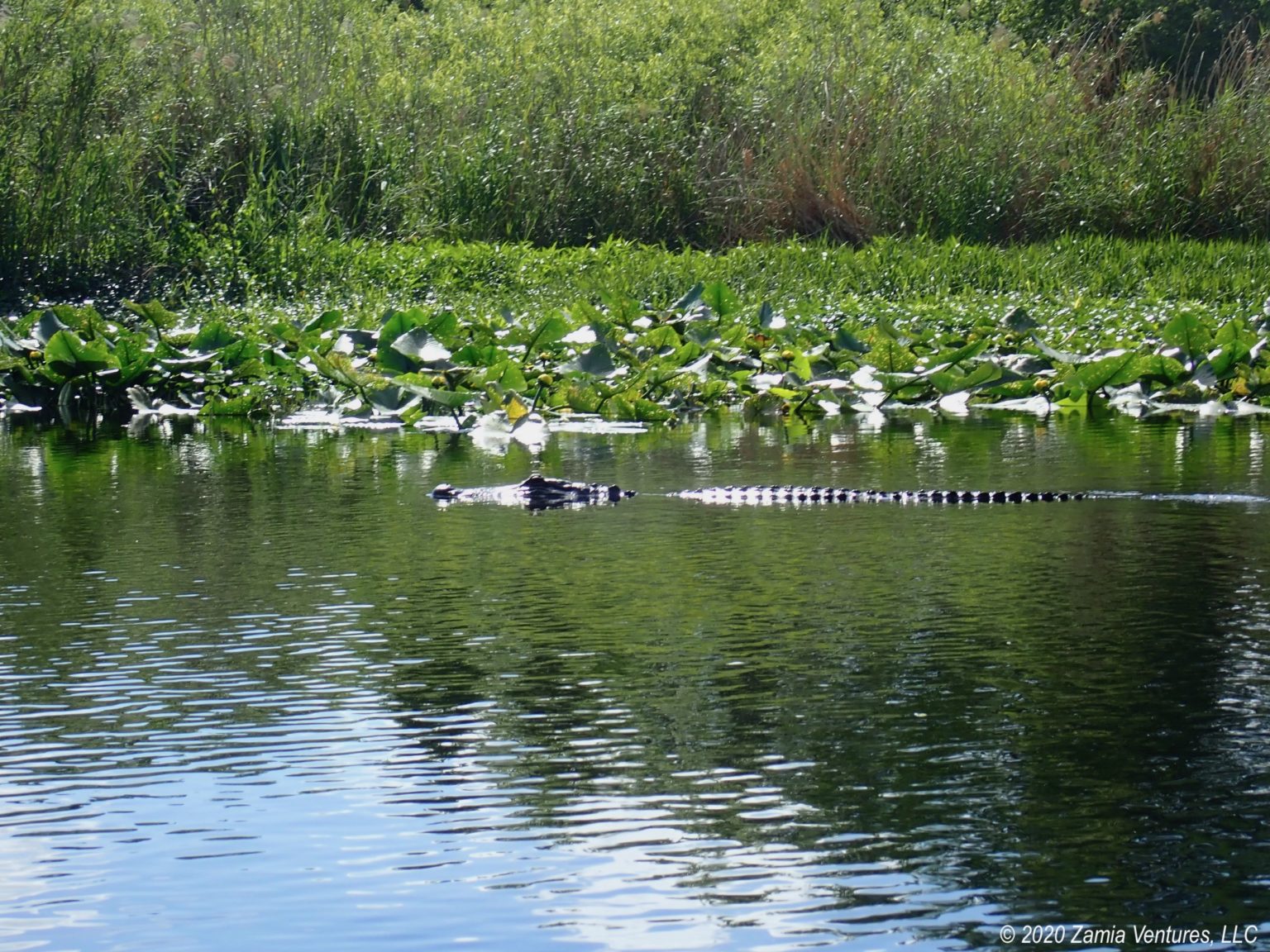 Blue Spring Gator Swimming – Zamia Ventures