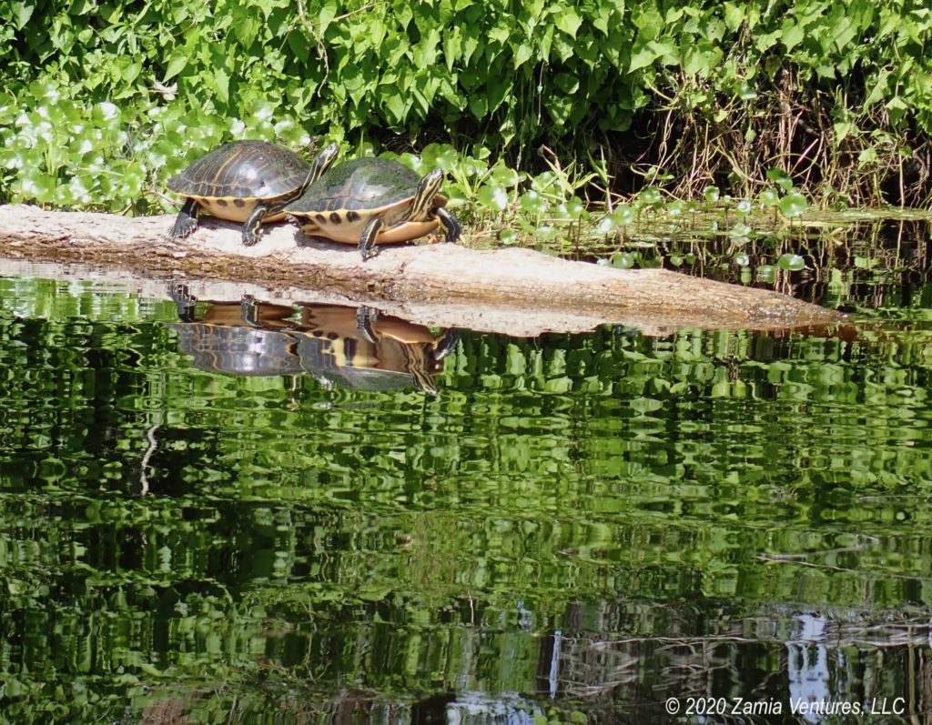 Blue Spring Turtles – Zamia Ventures