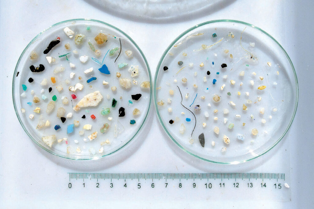 Citizen Science: Searching for Microplastics – Zamia Ventures