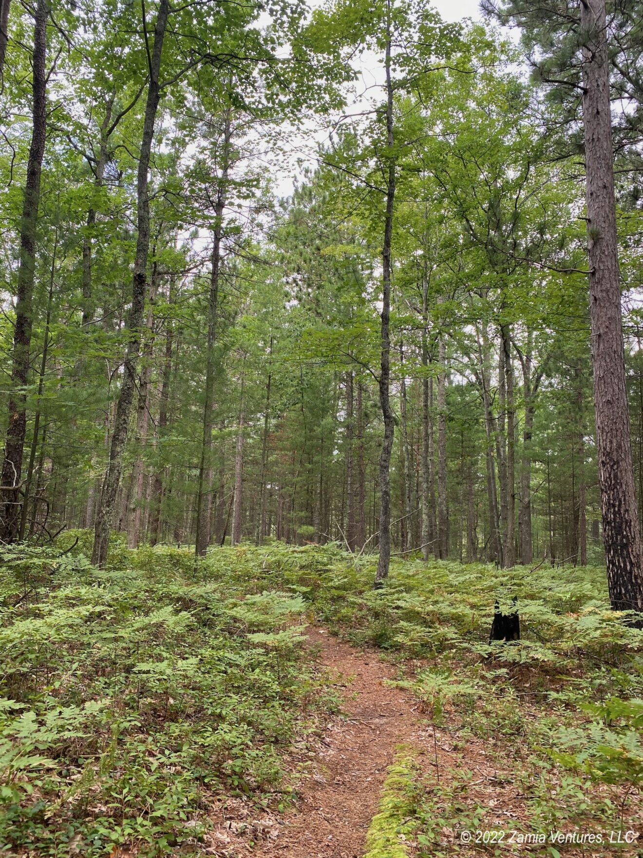 SLBE Lasso Loop Ferns and Blueberries – Zamia Ventures